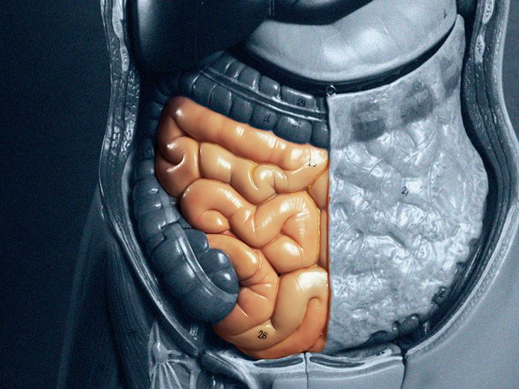 Intestine anatomy: How do the intestines work, and how long are they?