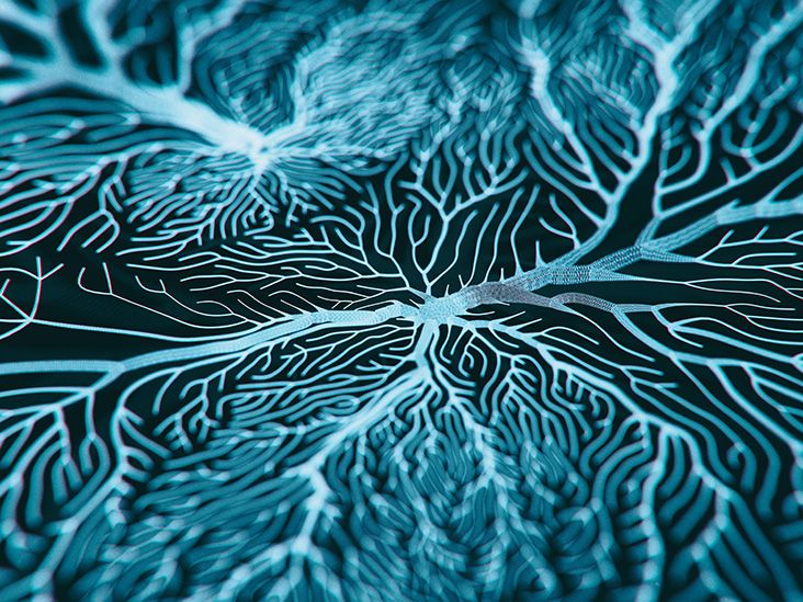 Catecholamines: What are they, and how do they function?