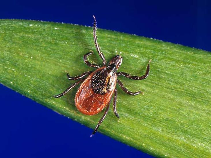 Types of ticks: Pictures, diseases, and safety