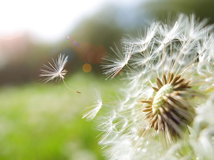 Can pollen cause a hay fever rash? Symptoms and remedies
