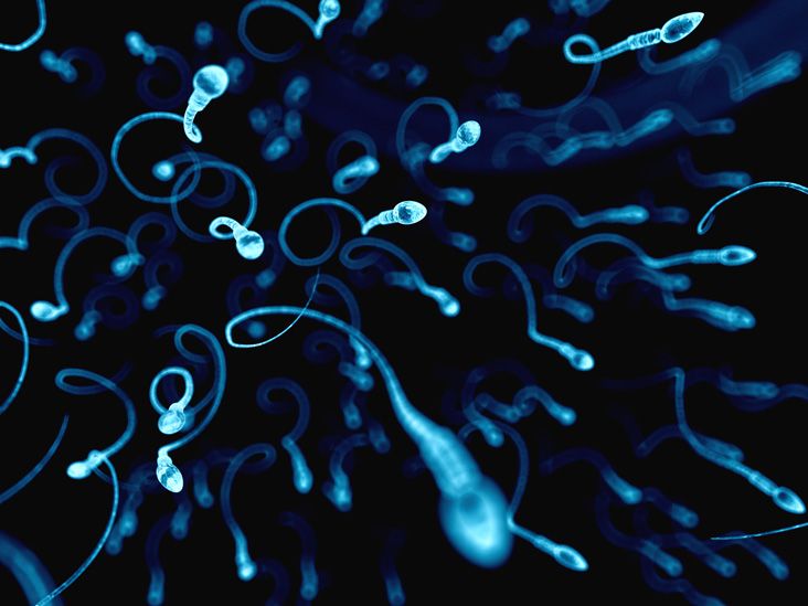 8 sperm myths and facts