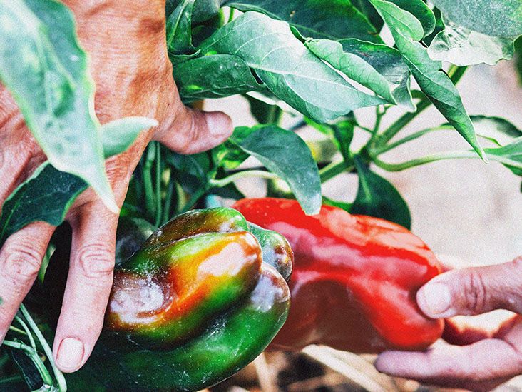Food for dry skin: 14 diet tips to moisturize and protect