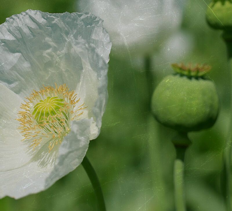 Opiate vs. opioid: Know the difference