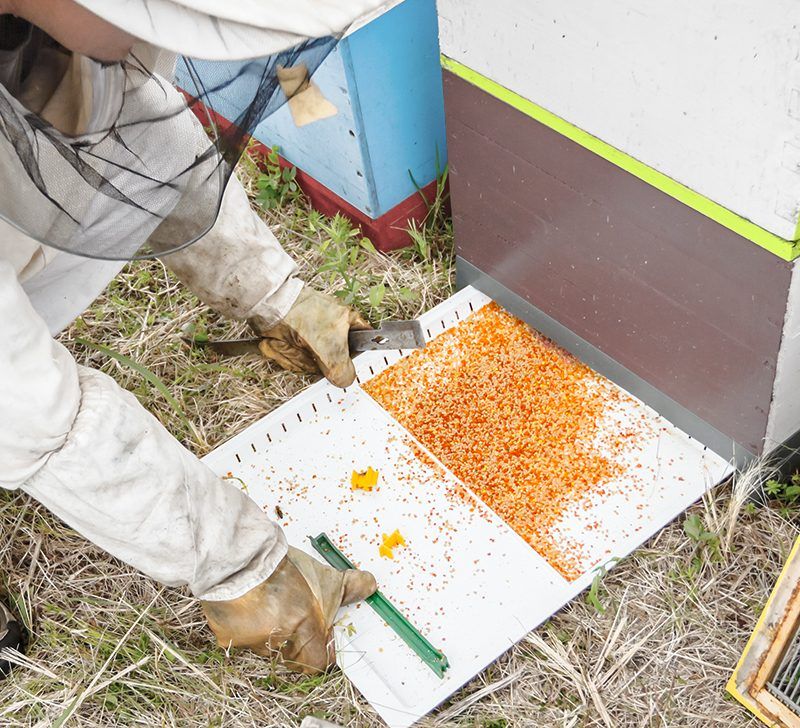 Bee pollen: Benefits, uses, side effects, and more