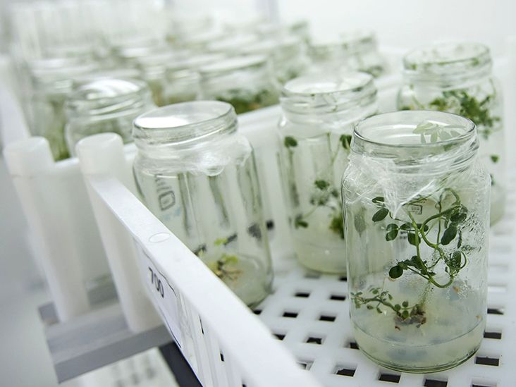 GMO: What does it mean?
