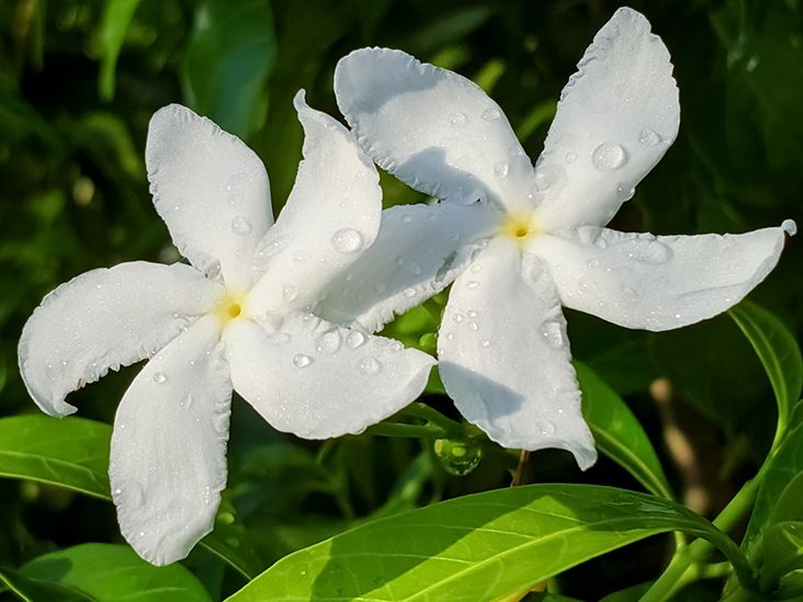 Chronic pain: Plant-derived compound may be new treatment