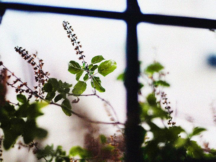 Holy basil: Benefits, side effects, and more