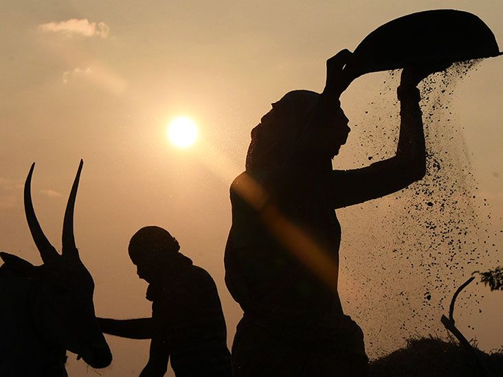 Millet: Types, benefits, uses, and more