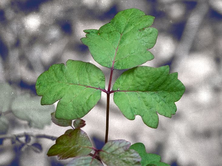 Mistaken For Poison Ivy Rashes Scientists Just Figured Out Why Poison