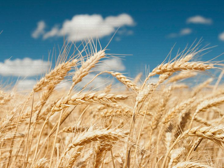 What is starch? Types, benefits, risks, and more