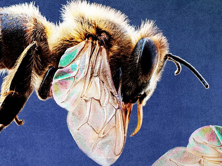 Apitherapy: Benefits, risks, and more