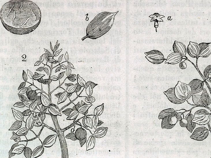 Homeopathic treatments for IBS: Natural remedies and more