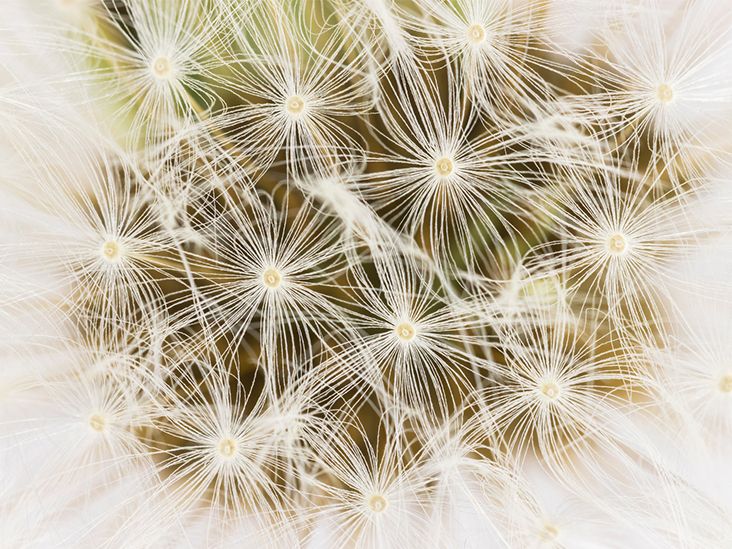 Dandelion: Health benefits, research, and side effects