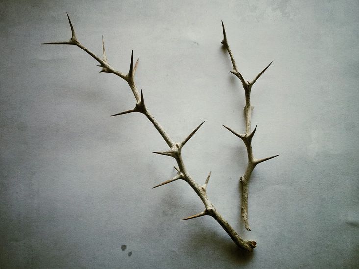Plant thorn arthritis: Plants, symptoms, and treatment