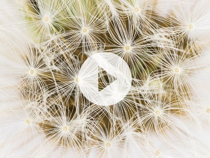5 ways dandelion can benefit a person's health