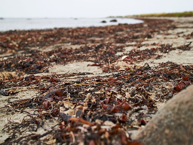 What to know about sea moss for baby eczema