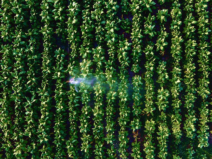 Nicotine: Facts, effects, and dependency