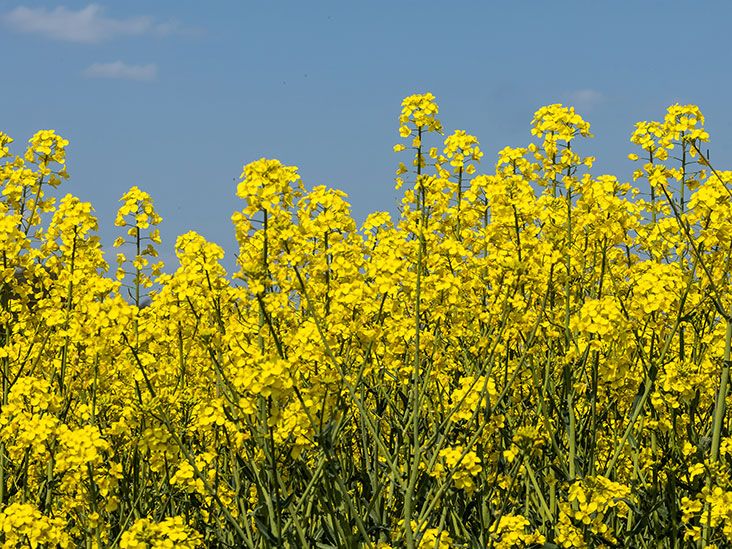 What is rapeseed? Nutrition, benefits, considerations, and FAQs