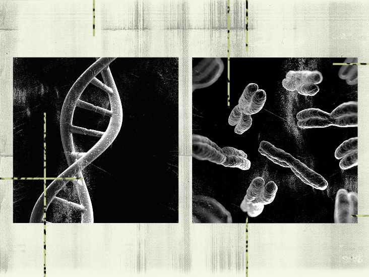 Gene vs. chromosome: Meaning, function, and more
