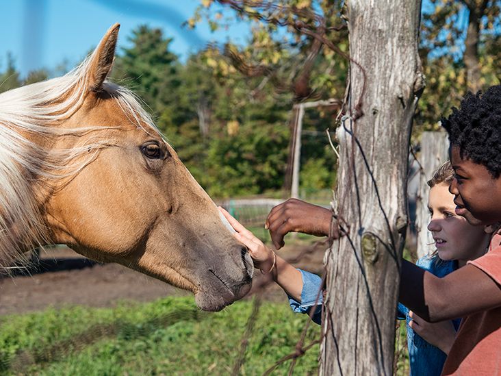 Horsefly bites: Identification and treatment