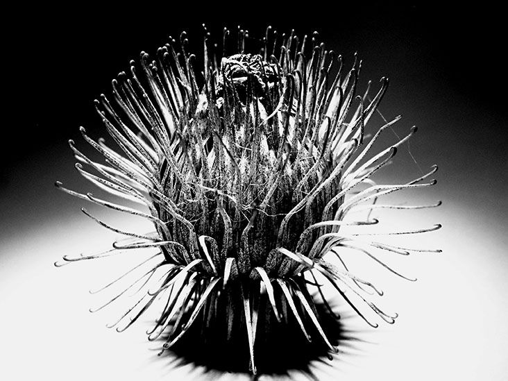 Anti-aging, anti-inflammatory potential found in an invasive weed