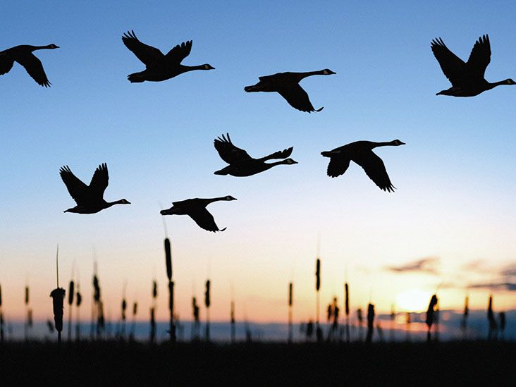 Migratory arthritis: Causes, prevention, and more