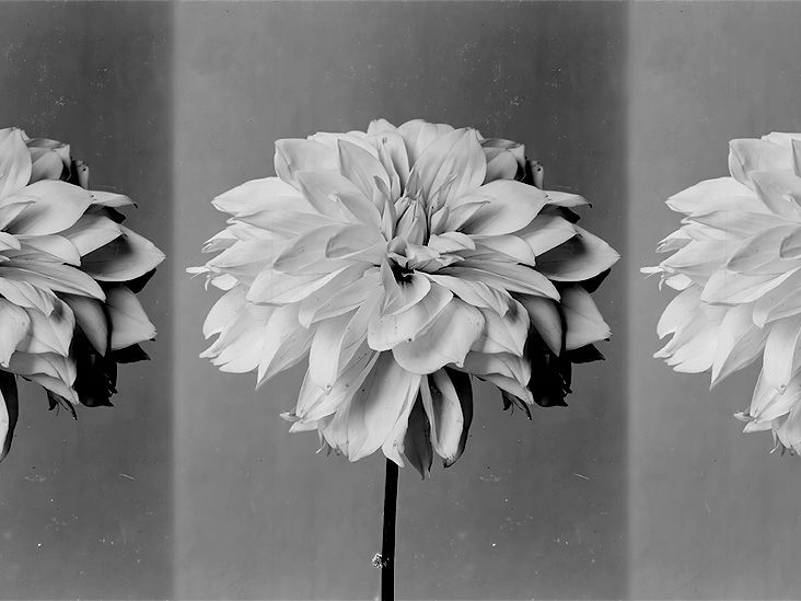 Diabetes: Dahlia flower extract may help with blood sugar control