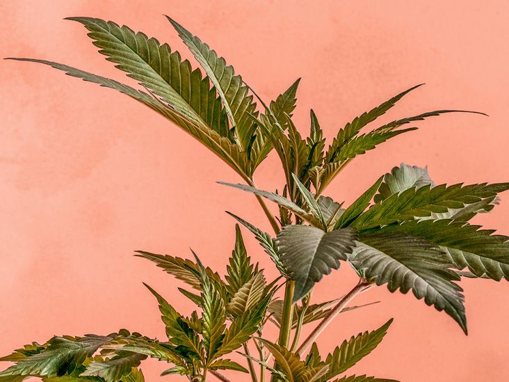 Marijuana and macular degeneration: Possible links and eye health