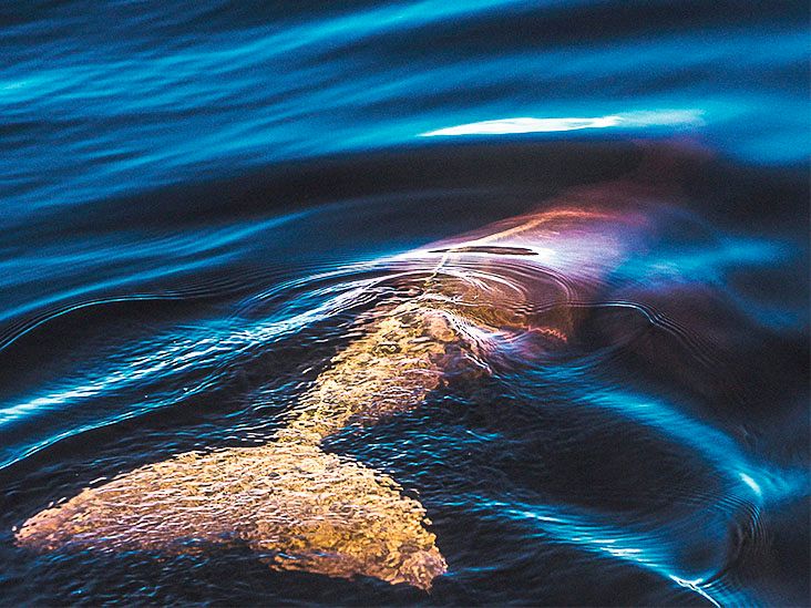 Human echolocation: Definition, research, and more