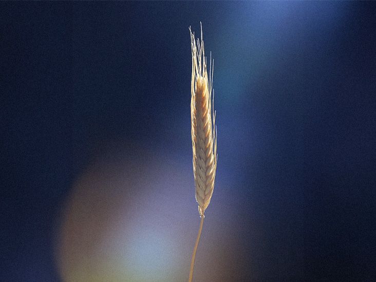 Gluten and brain health: Could gluten drive inflammation?