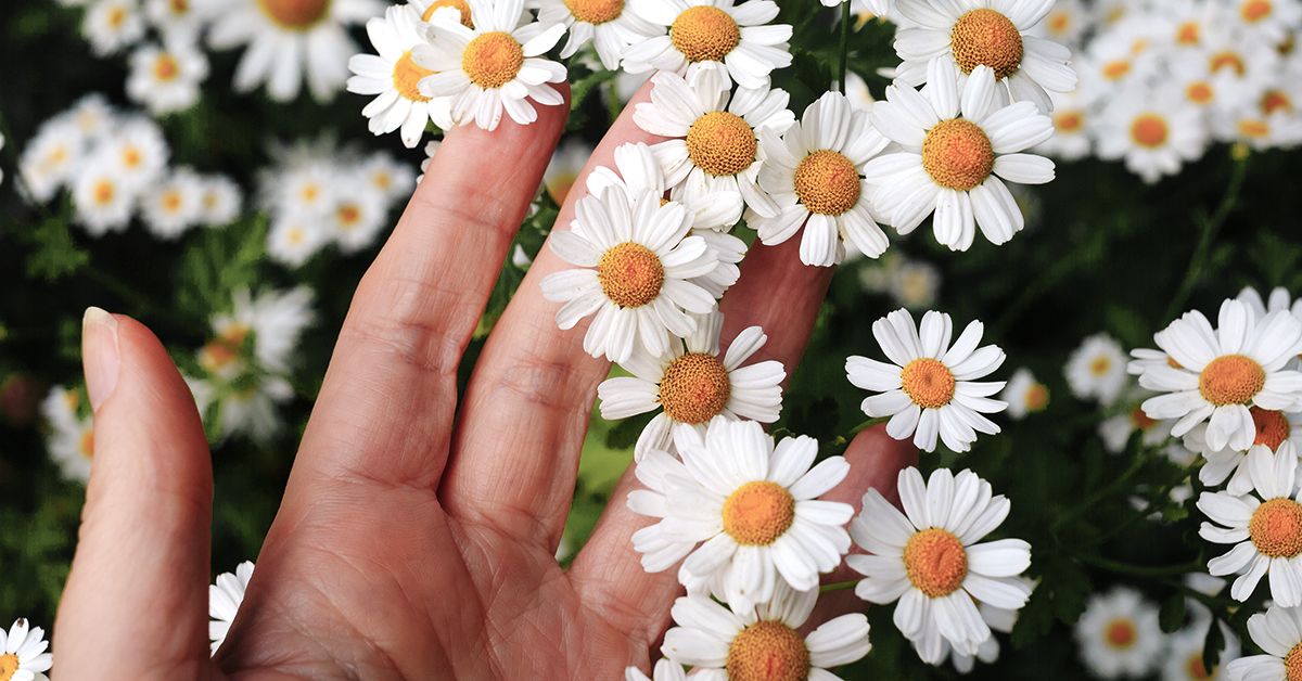Feverfew Plant For Migraine