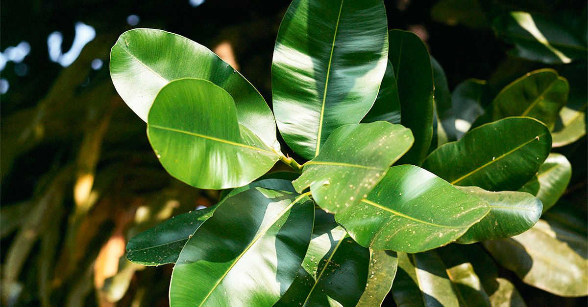 Tamanu oil for eczema: Benefits and how to use