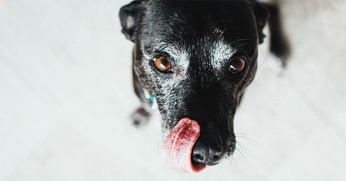 Classical conditioning: How it works and more