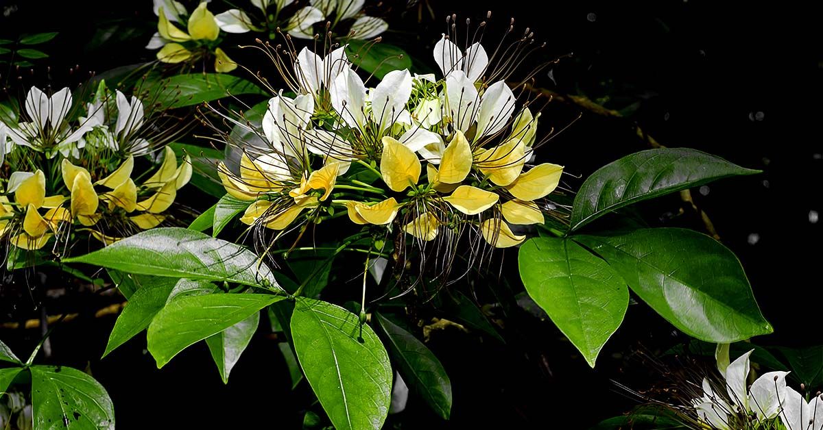 Crataeva nurvala for OAB: Efficacy, safety, and more