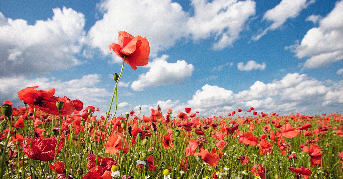 Tall poppy syndrome: Origins, effects, and how to cope