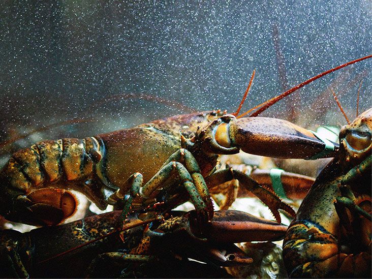 High seafood diets may raise the risk of exposure to forever chemicals