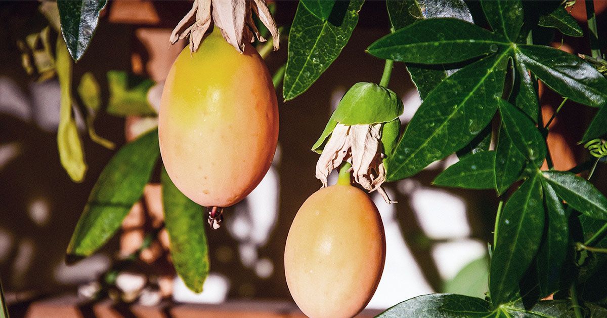 Yellow Passion Fruit Tree