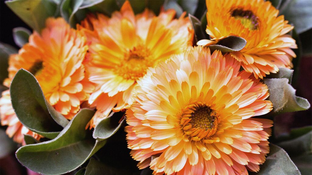 Calendula and eczema: Benefits, risks, and how to use
