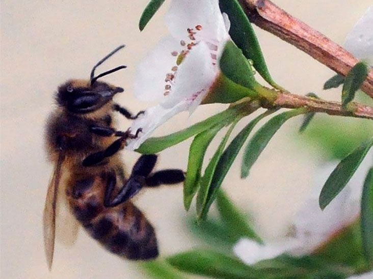 Breast cancer: Manuka honey reduces tumor growth by 84% in mice