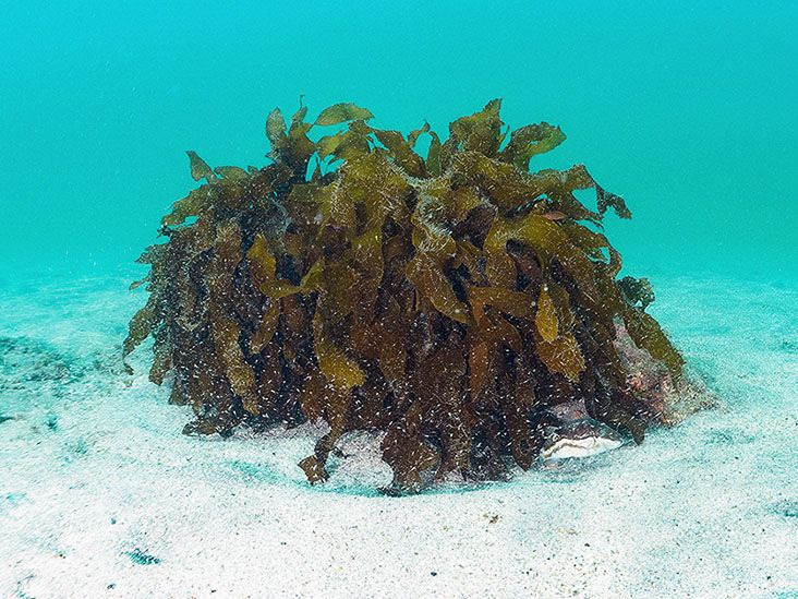 Parkinson's: Common type of seaweed may help prevent disease