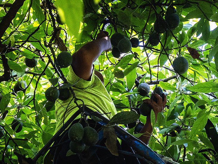 Heart disease: Eating more plant fats may lower risk by up to 14%