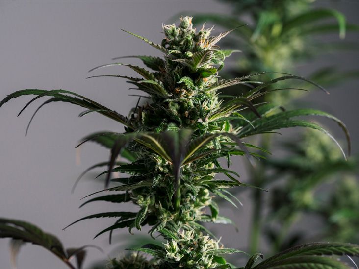 What is CBDA and how is it different from CBD?
