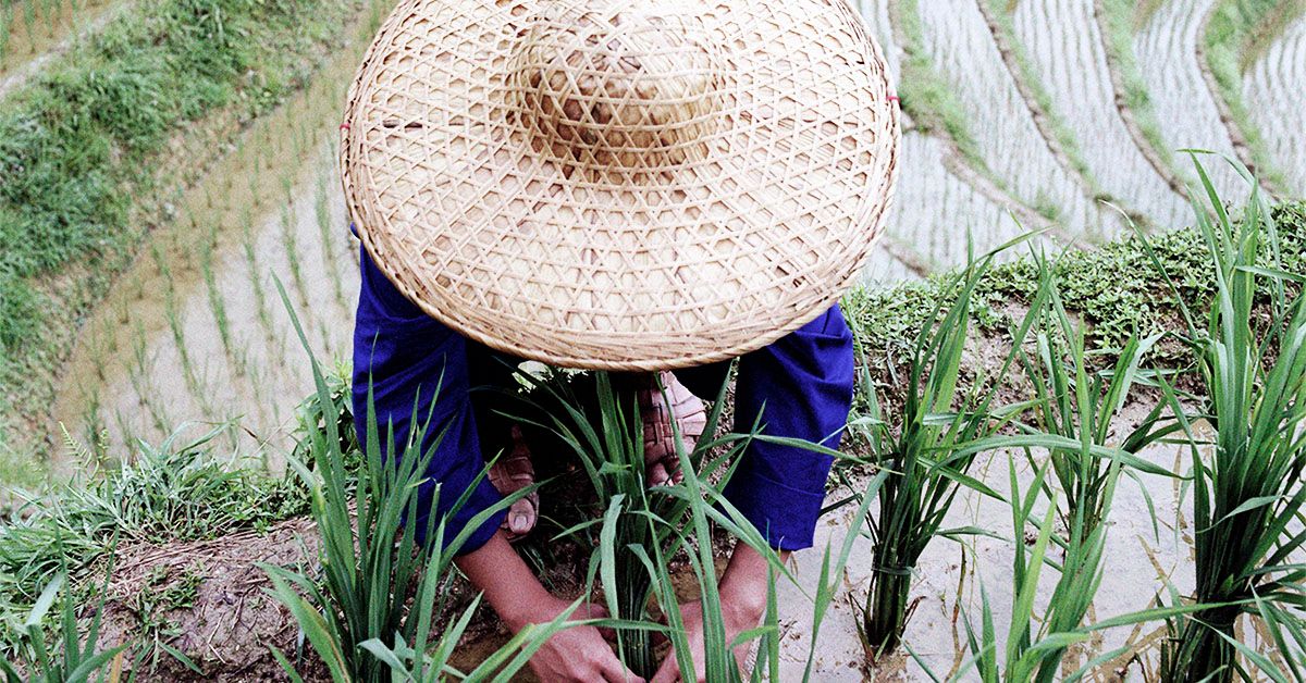 Rice water for hair: How to use it and how to make rice water