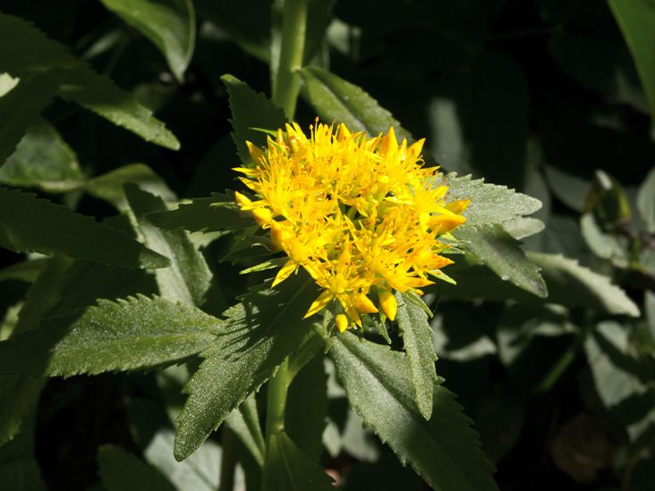 Rhodiola rosea: Benefits, side effects, and safety