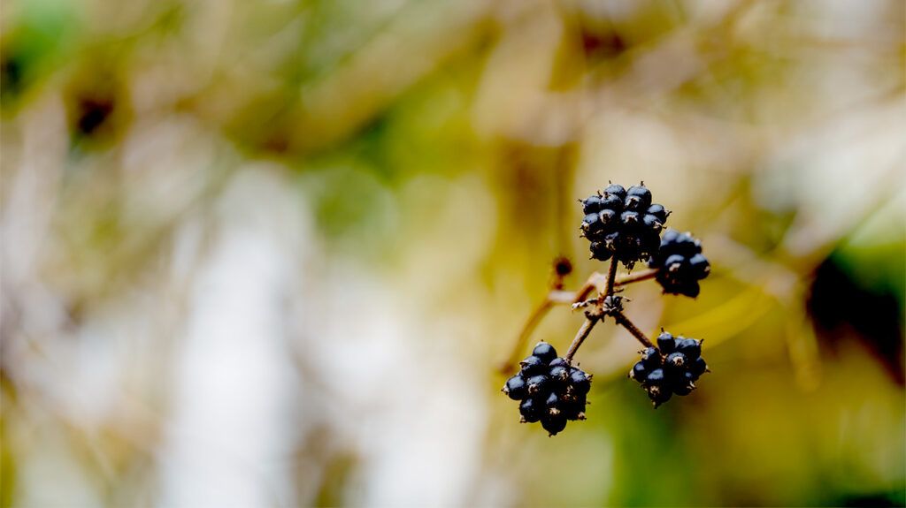 Eleuthero: 12 potential health benefits
