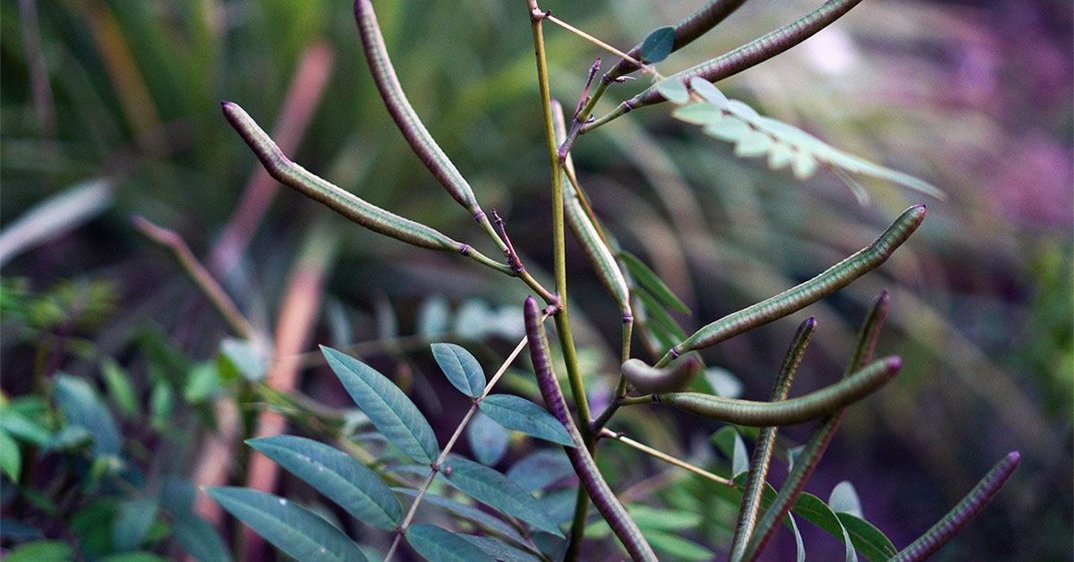 Should you drink senna tea? Uses and warnings