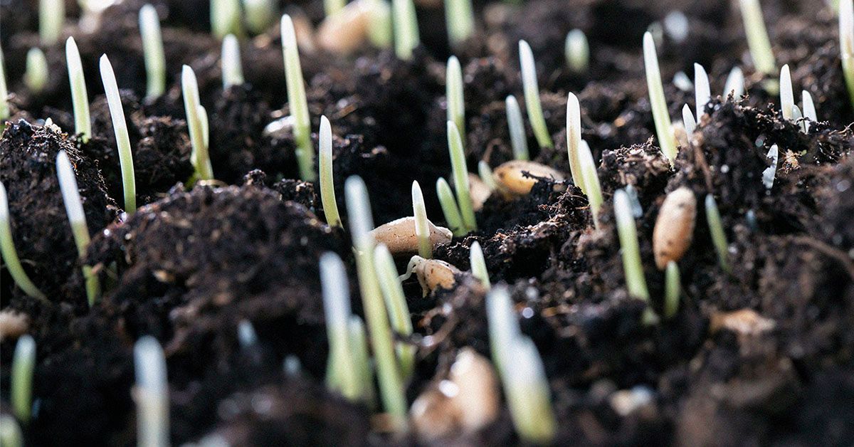 Homemade pregnancy test: Types and effectiveness