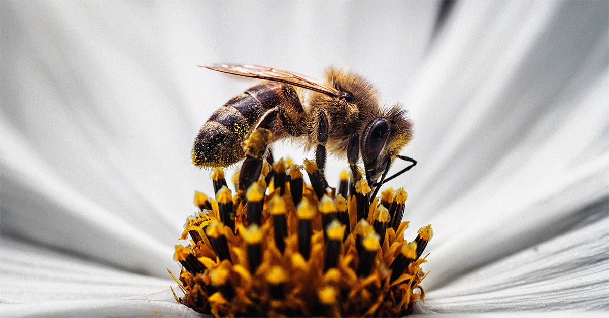 Bee sting allergy: Symptoms, causes, and treatment