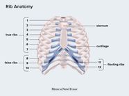 Ribs Anatomy