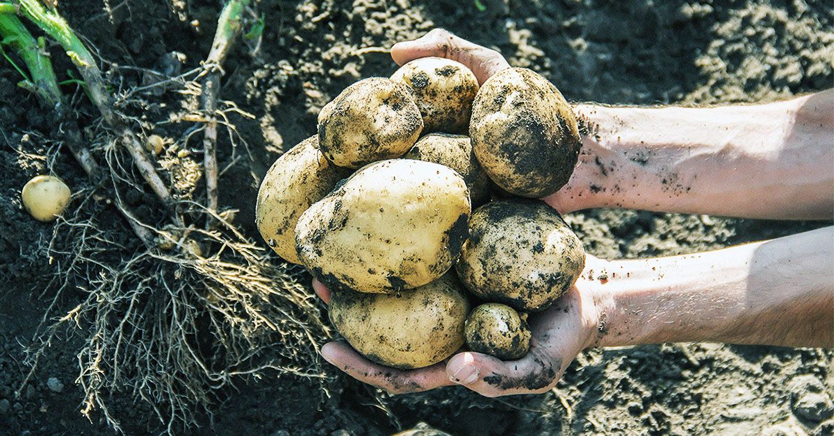 No Potatoes Are Not Bad For You